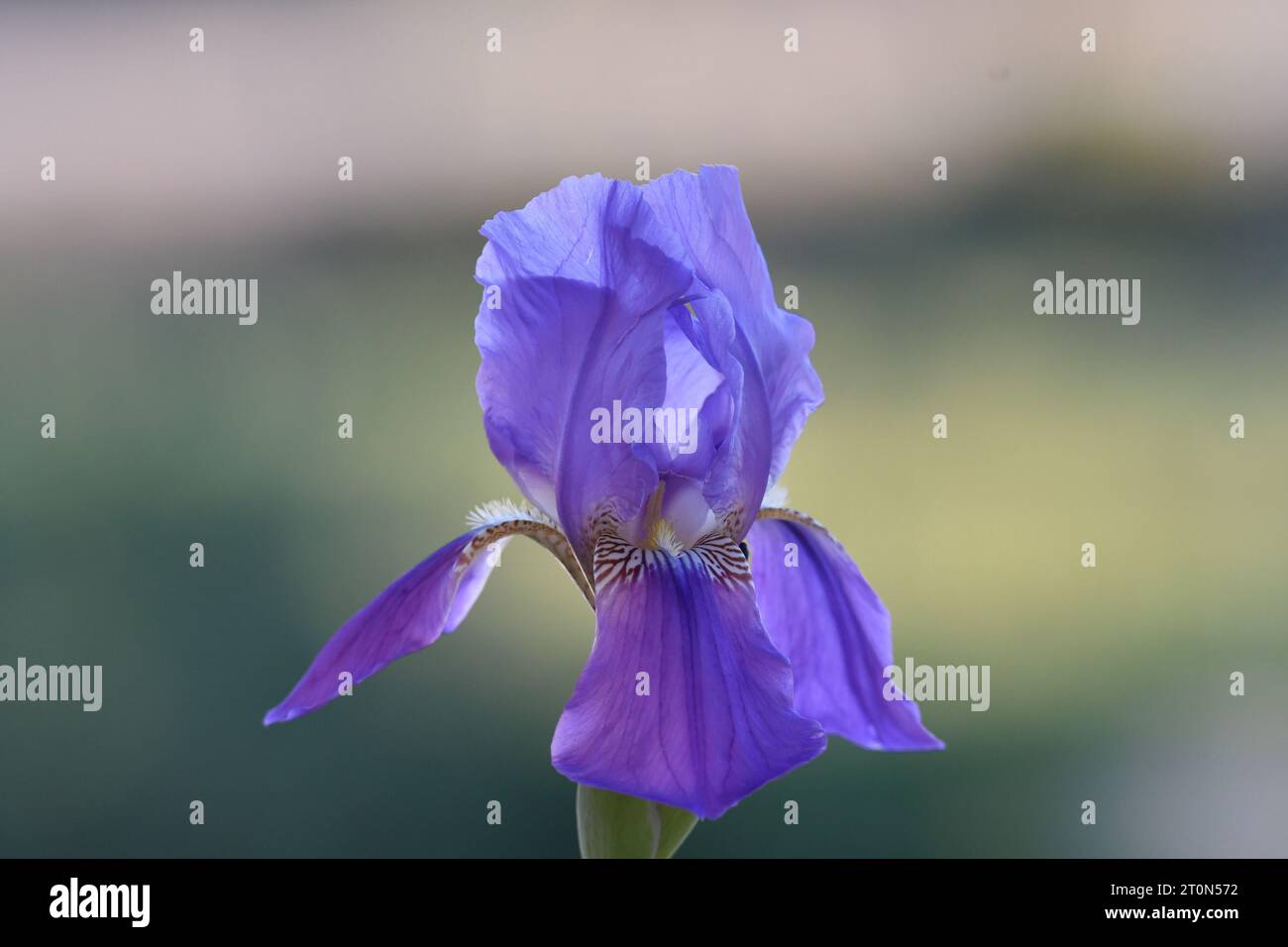 Textura iris hi-res stock photography and images - Alamy