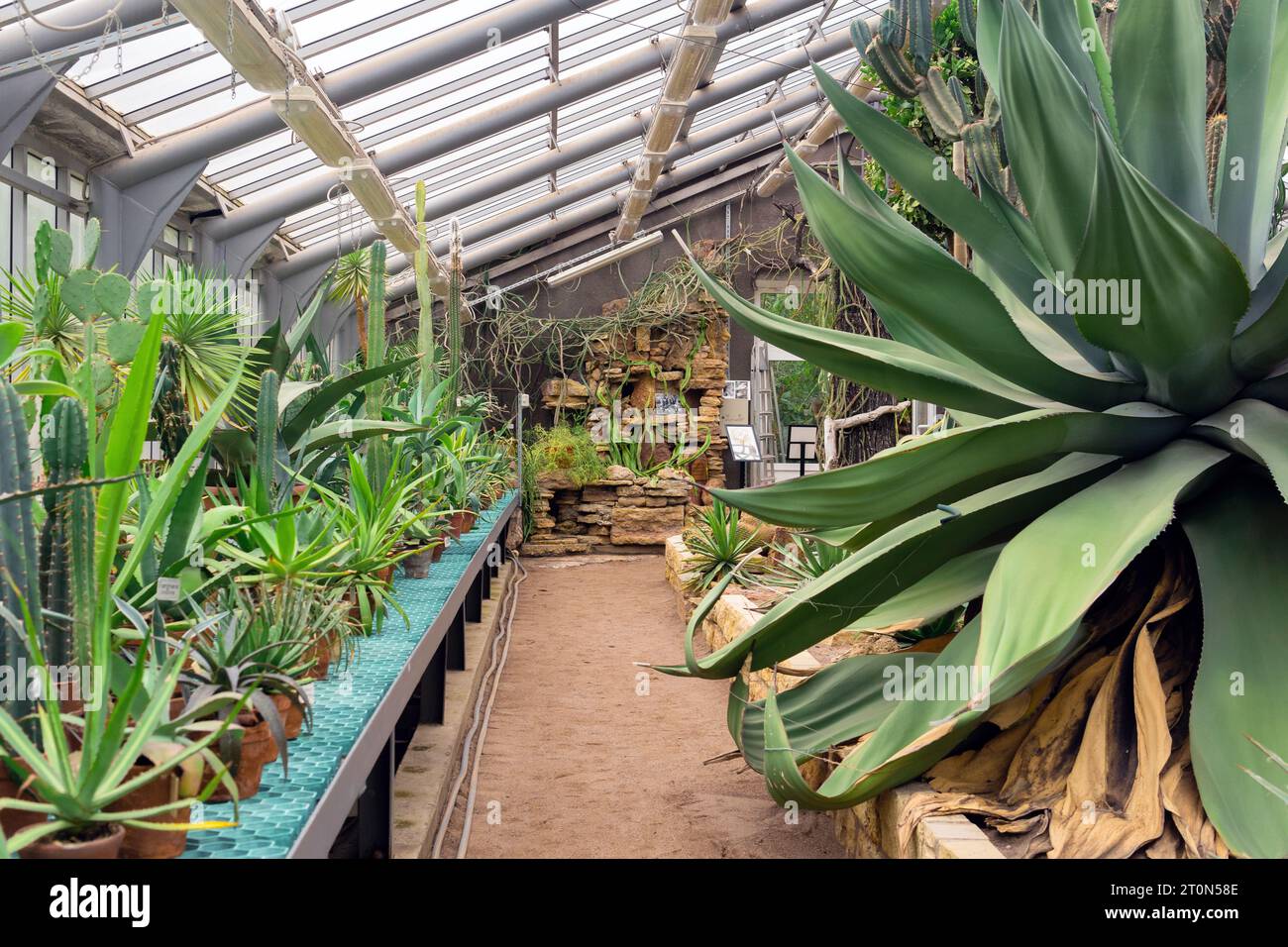 Saint Petersburg, Russia - August 02, 2023: interior of a greenhouse of ...