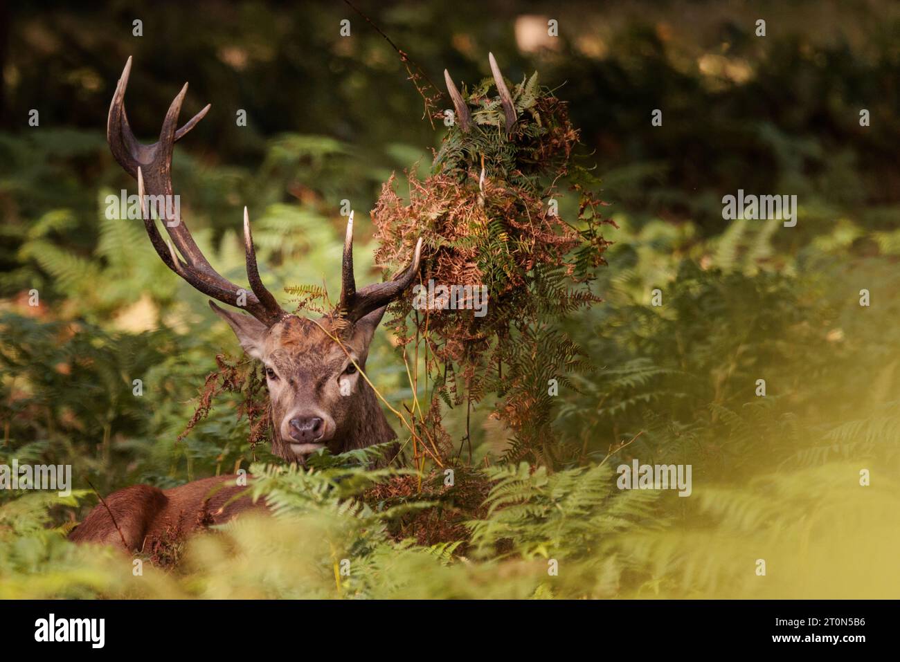 Richmond Park, London, UK. 8th October 2023. Red deer stag (Cervus ...
