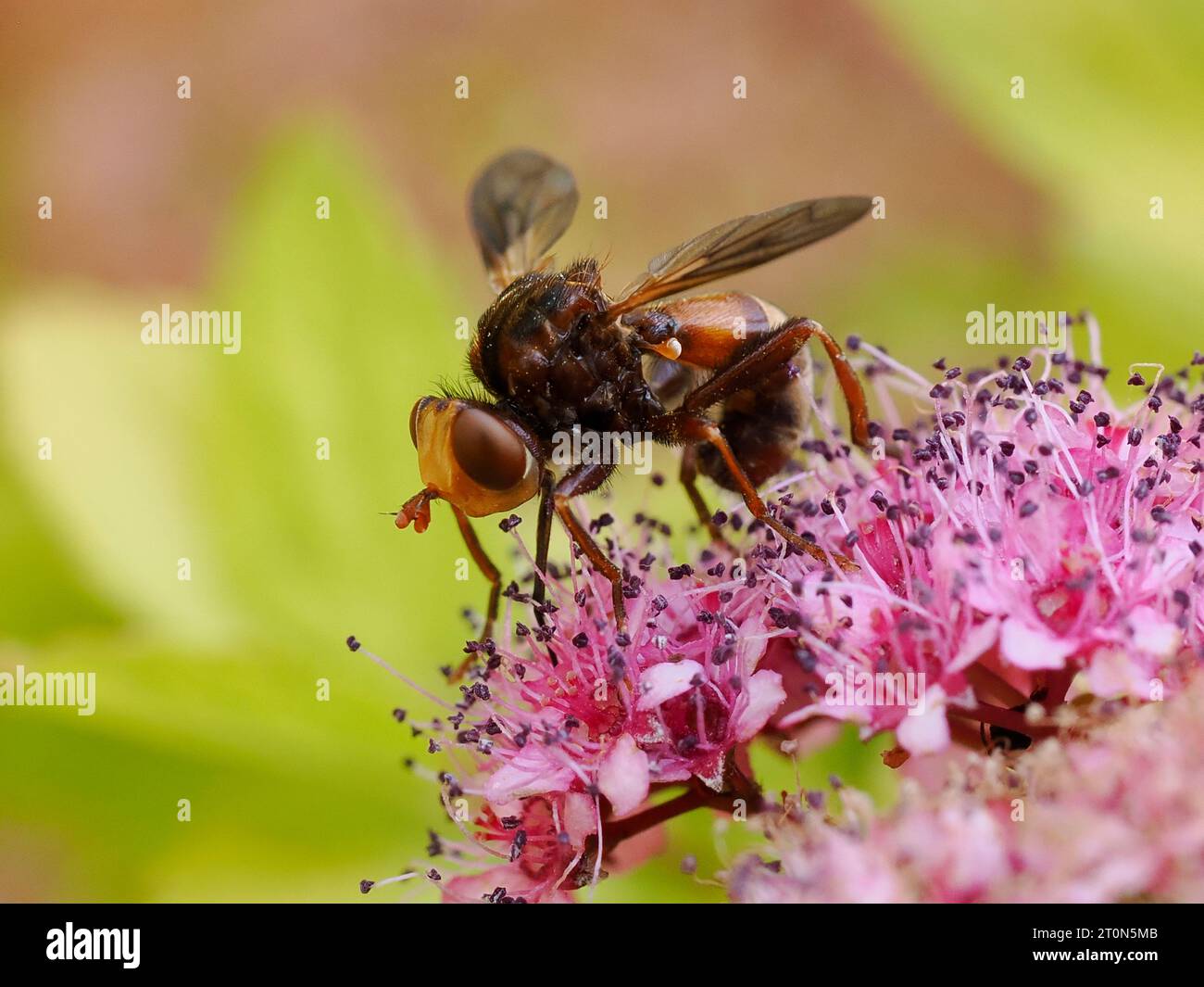 Macro of Sicus ferrugineus on magenta spirea flower, insect is a ...