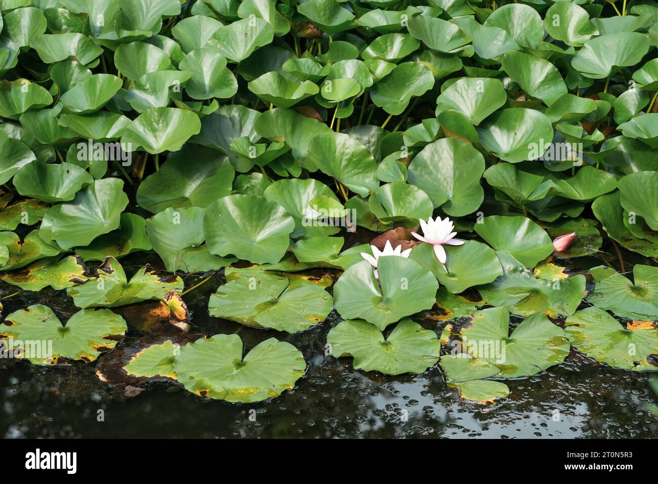 lotus leaves completely cover the surface of the water, pure flowers ...