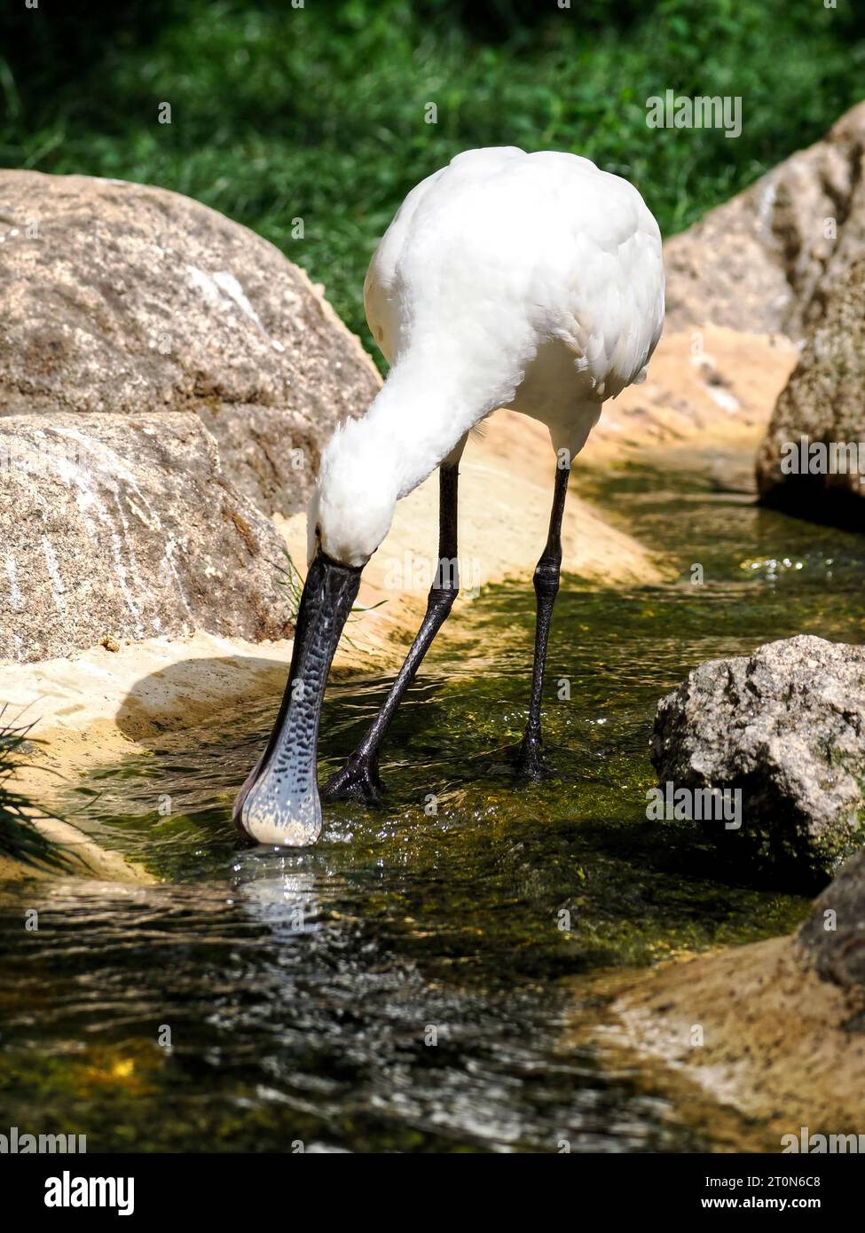 Eurasian spoonbill (Platalea leucorodia), or common spoonbill, in a ...