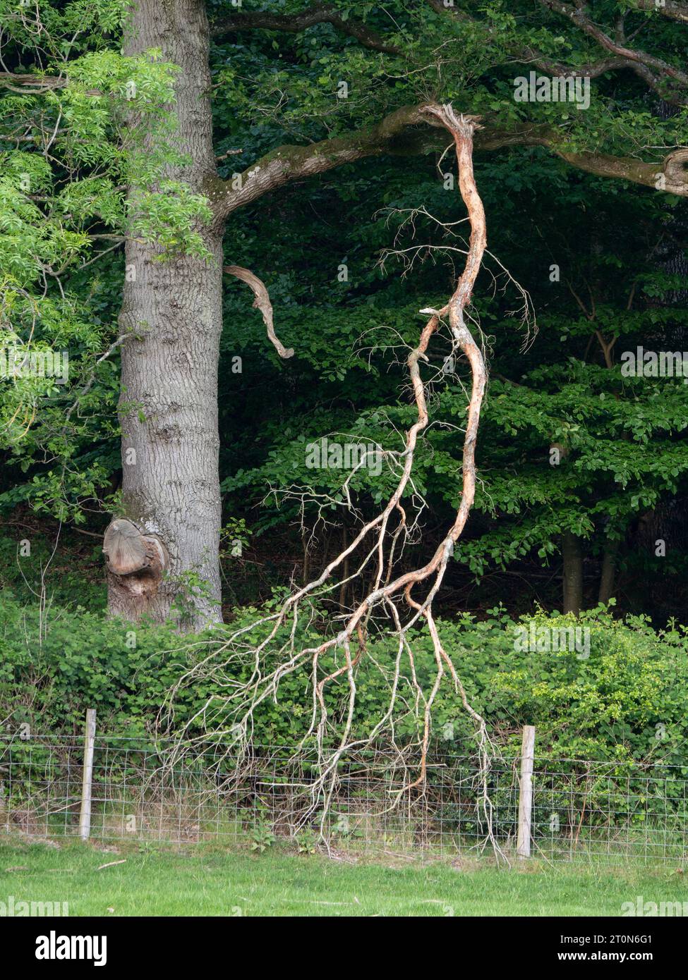 Tree details, Hopesay, Shropshire, England Stock Photo - Alamy