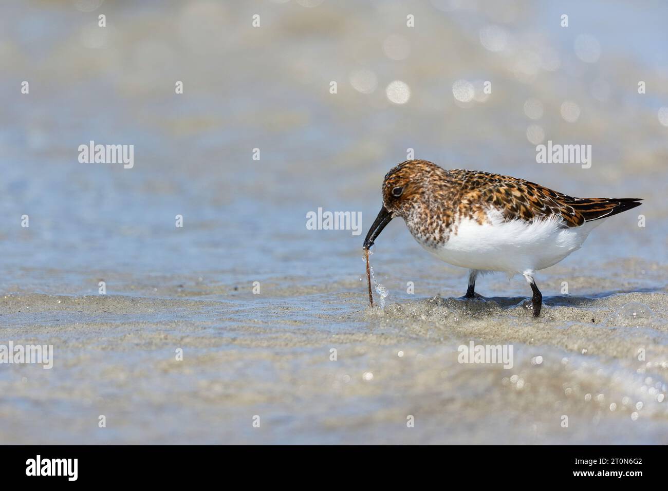 Sanderling calidris alba feeding on hi-res stock photography and images ...