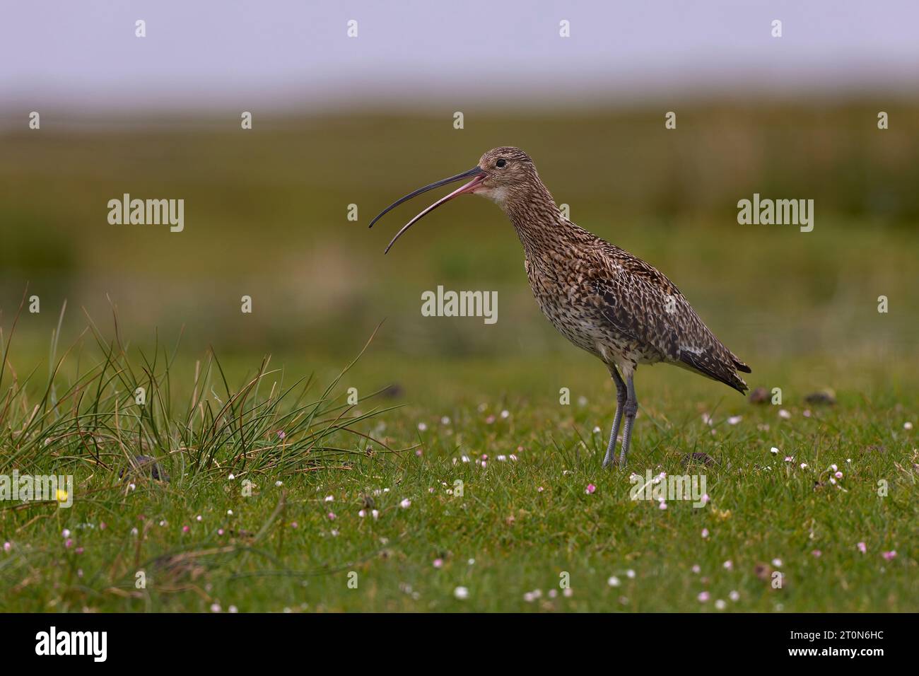 Curlew uk singing hi-res stock photography and images - Alamy