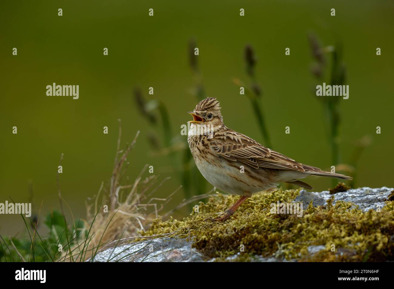 Skylark singing on a grassy rock Stock Photo - Alamy