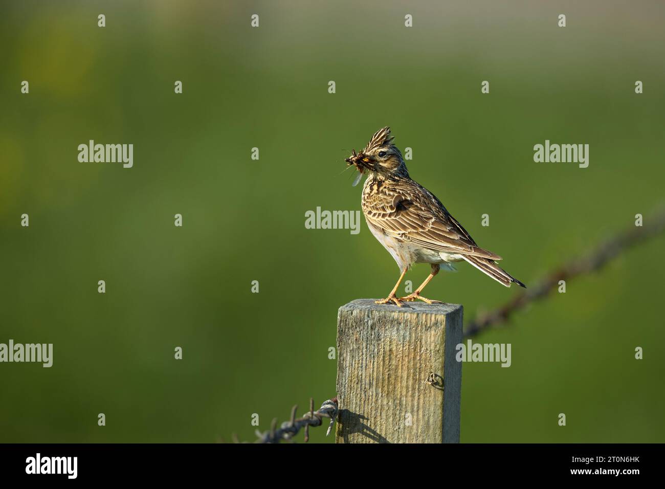 Insects farm hi-res stock photography and images - Alamy