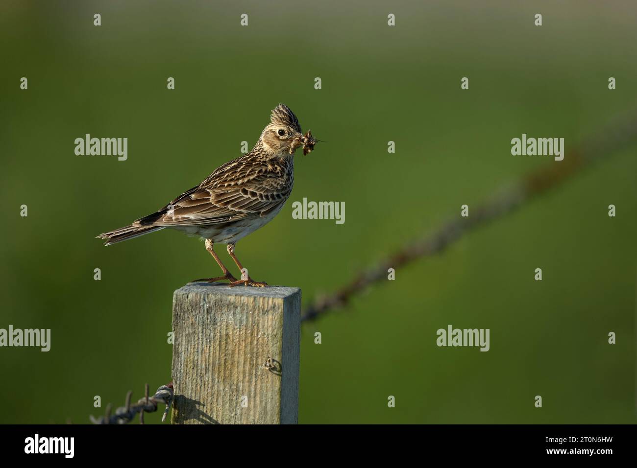 Insects farm hi-res stock photography and images - Alamy