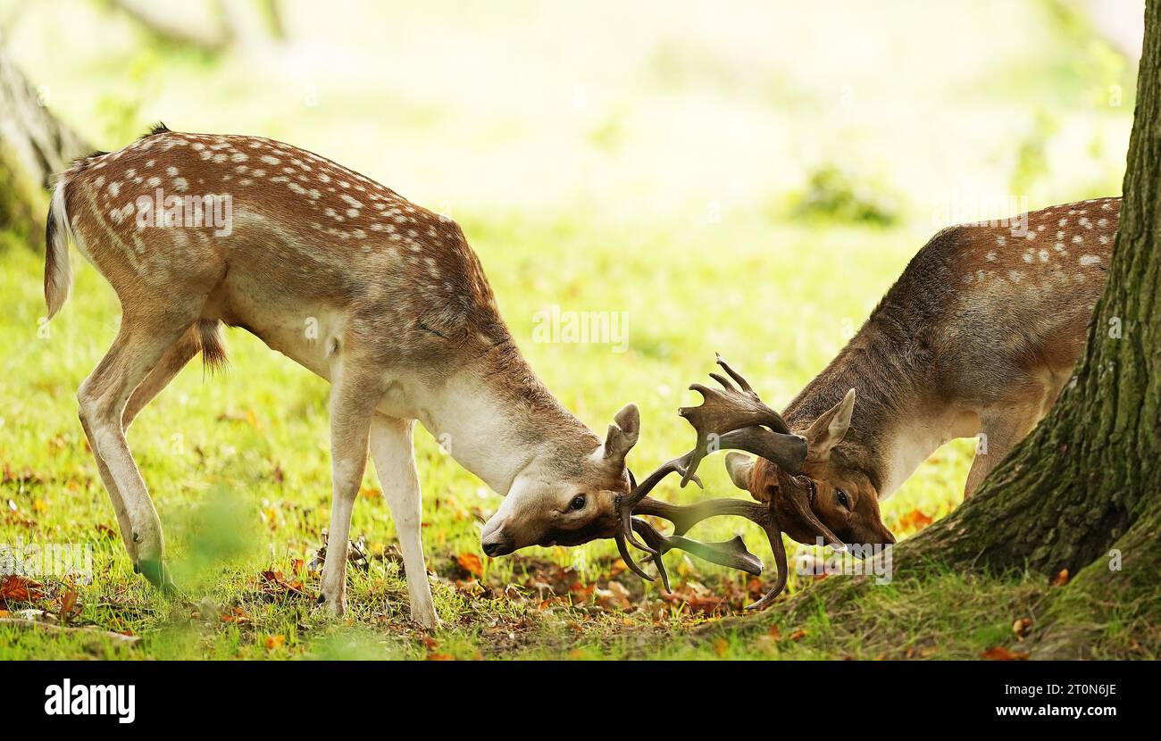 Two young male fallow deer lock antlers during rutting season in Dublin ...