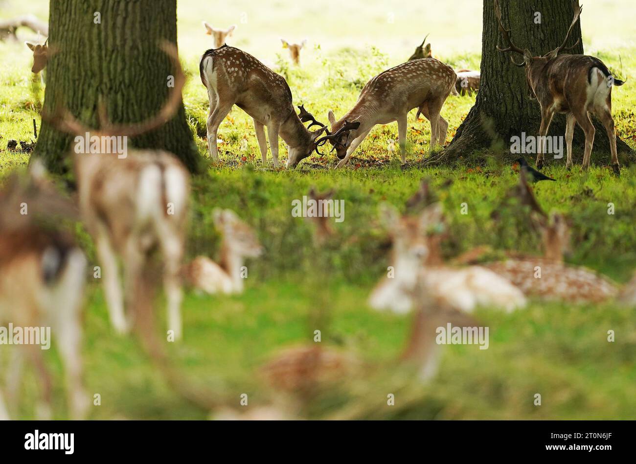 Two young male fallow deer lock antlers during rutting season in Dublin ...