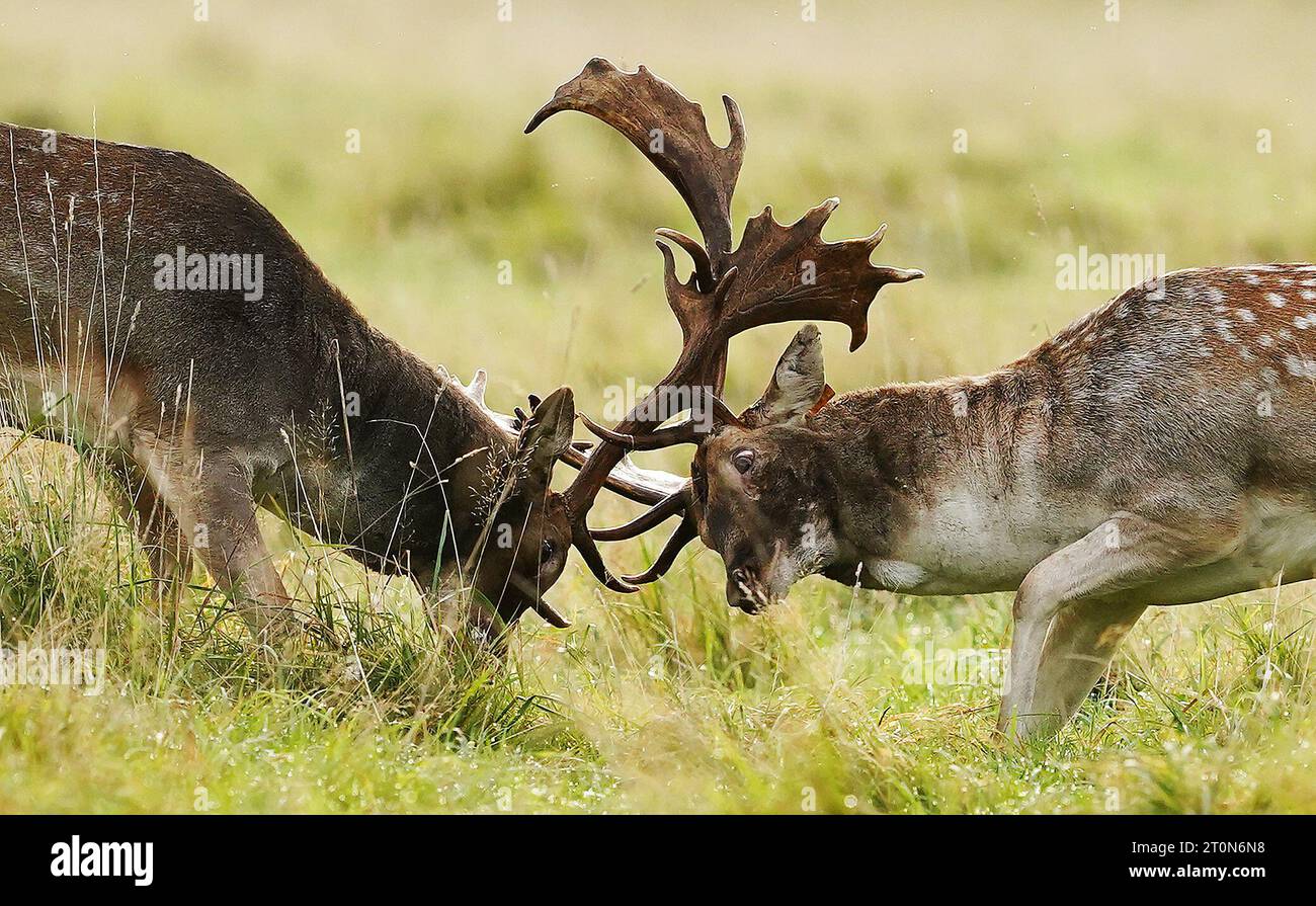Two fallow bucks lock antlers during rutting season in Dublin's Phoenix ...