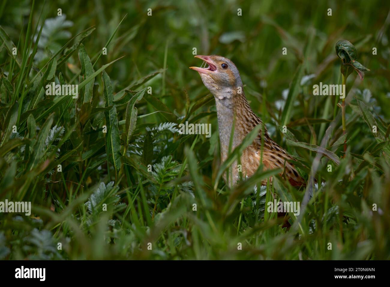 Corncrake habitat hi-res stock photography and images - Alamy