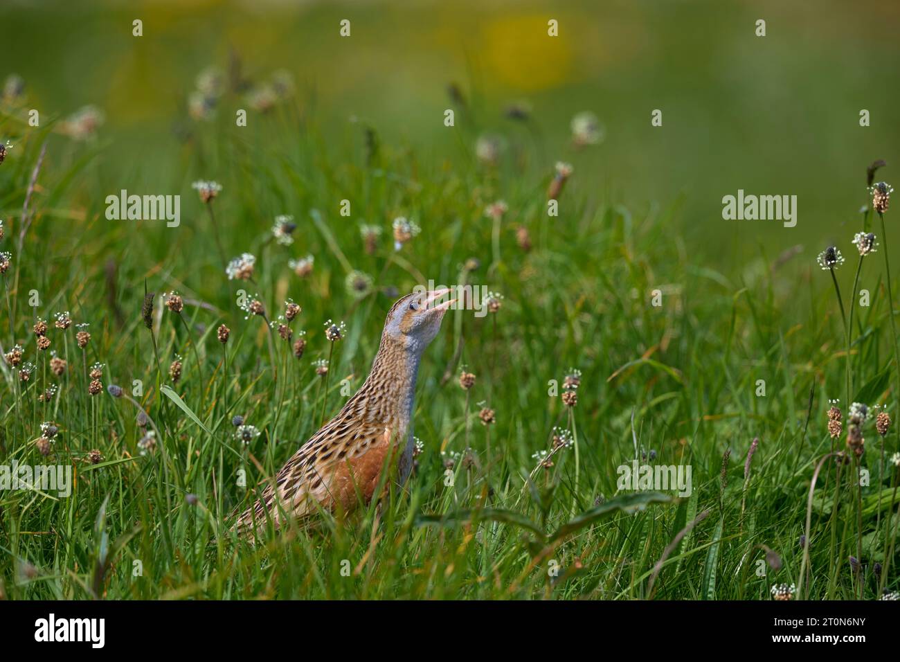 Corncrake habitat hi-res stock photography and images - Alamy