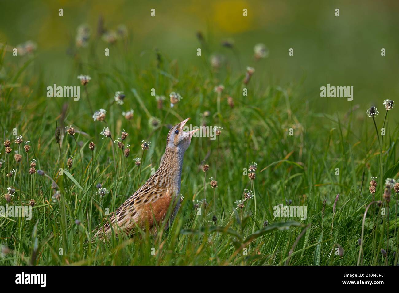 Call of the corncrake hi-res stock photography and images - Alamy