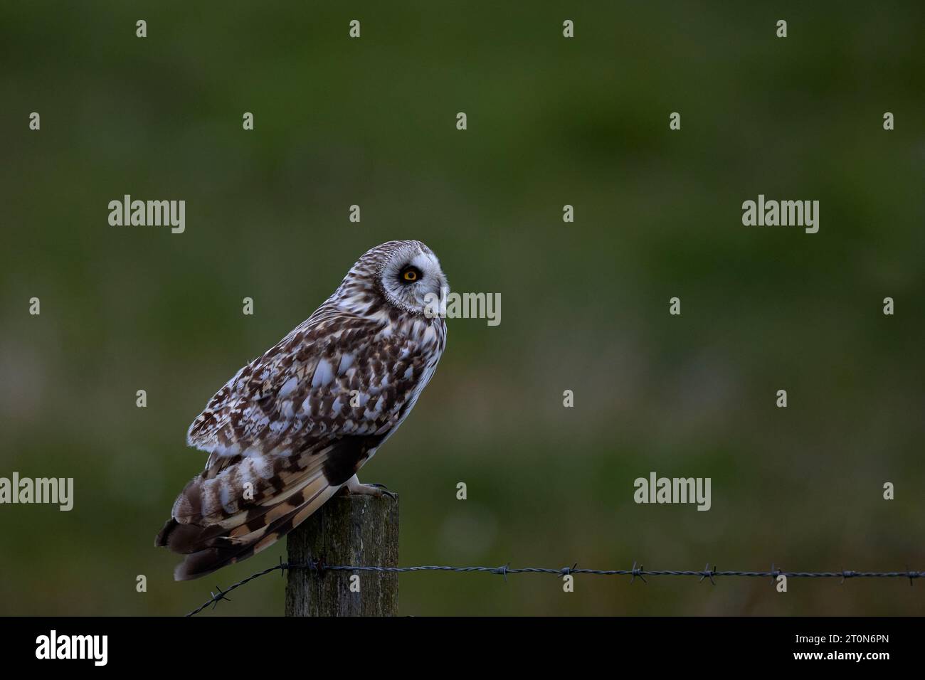 Short eared owl on an old fence post Stock Photo - Alamy