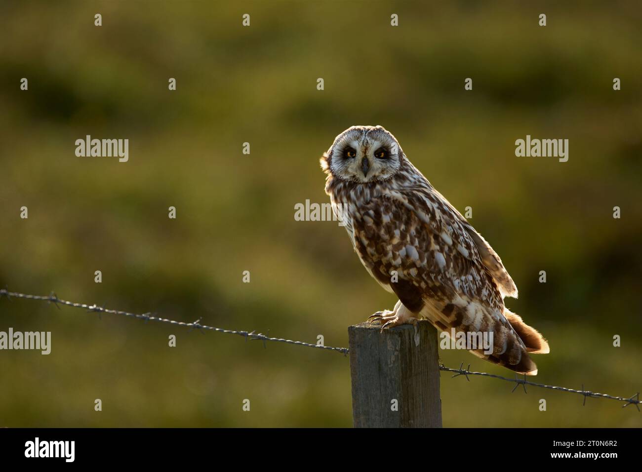 Short eared owl on an old fence post Stock Photo - Alamy