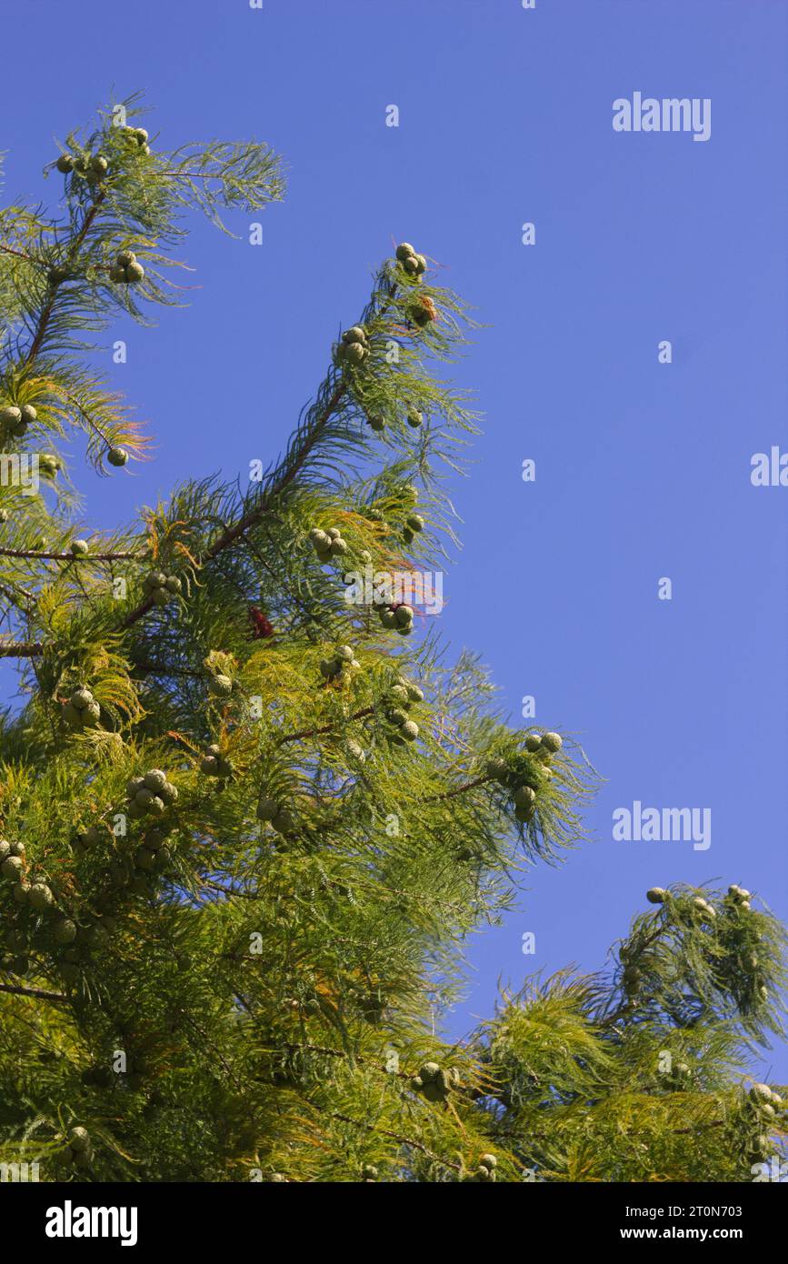 Bald cypress cone hi-res stock photography and images - Alamy