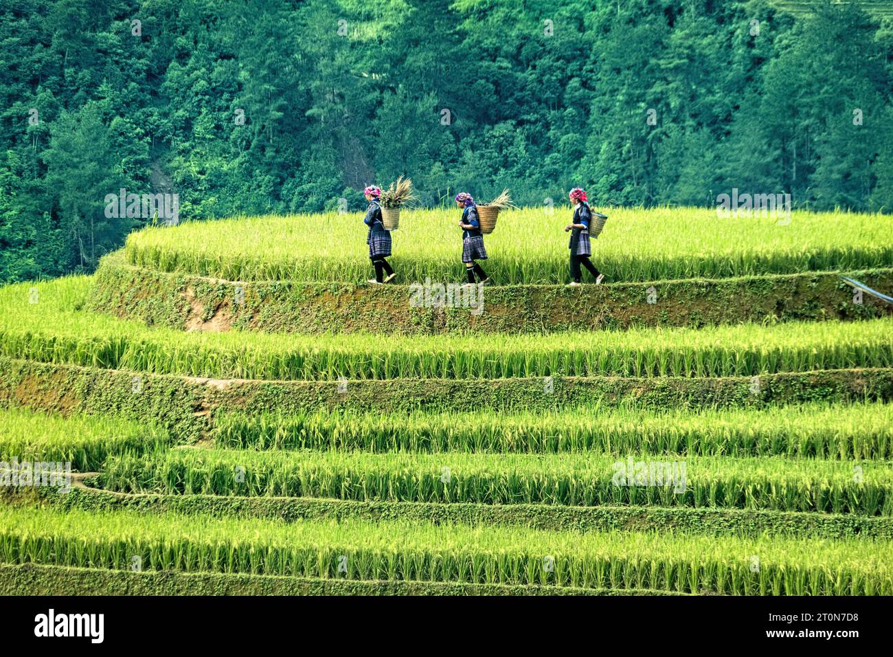 Flower Hmong women in the rice terraces of Mu Cang Chai, Yen Bai ...