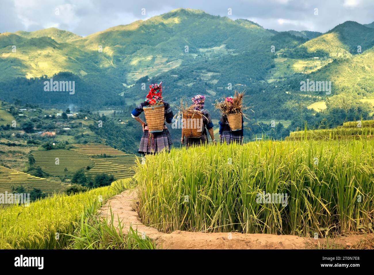 Flower Hmong women in the rice terraces of Mu Cang Chai, Yen Bai ...