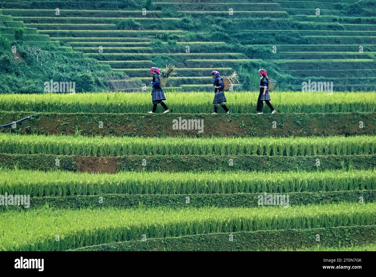 Flower Hmong women in the rice terraces of Mu Cang Chai, Yen Bai ...