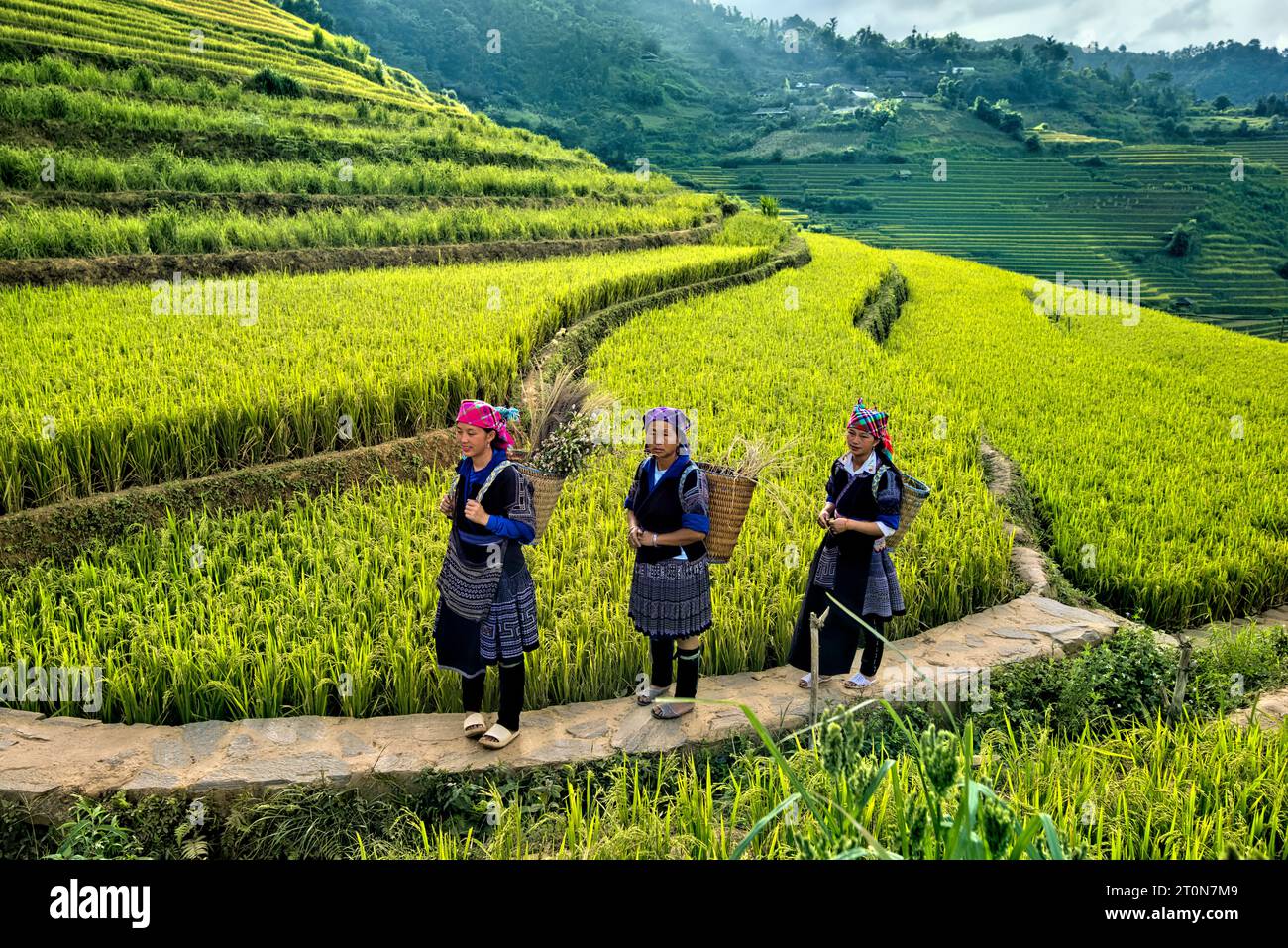 Flower Hmong women in the rice terraces of Mu Cang Chai, Yen Bai ...