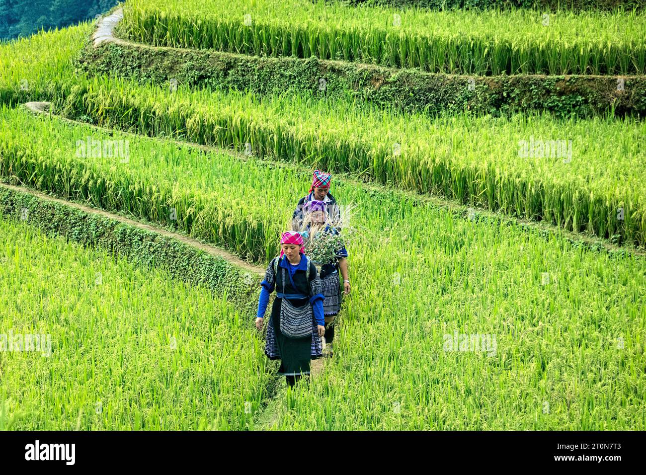 Flower Hmong women in the rice terraces of Mu Cang Chai, Yen Bai ...