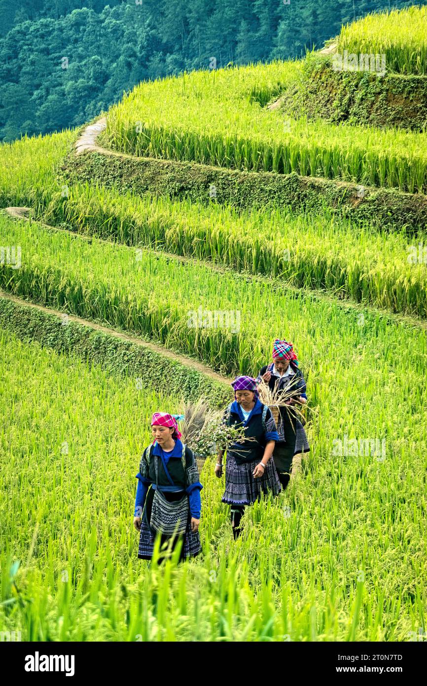Flower Hmong women in the rice terraces of Mu Cang Chai, Yen Bai ...