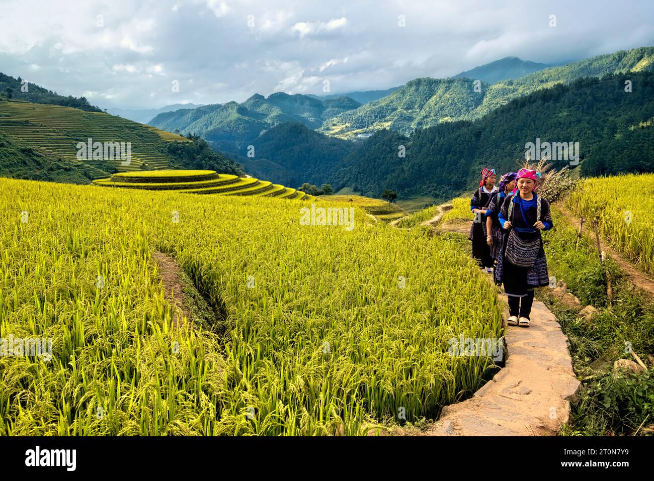 Flower Hmong women in the rice terraces of Mu Cang Chai, Yen Bai ...