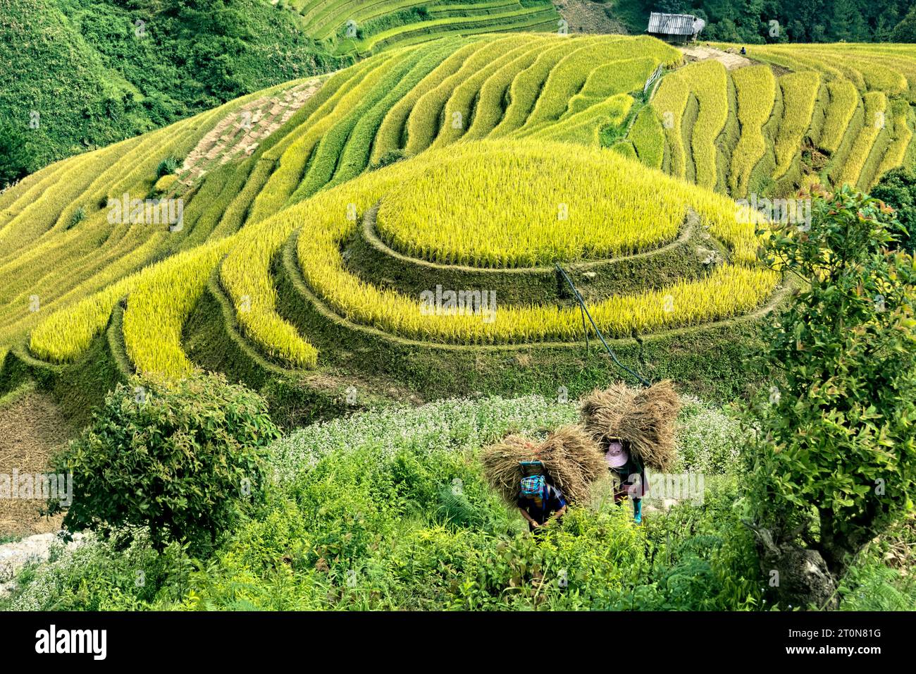 Flower Hmong women in the rice terraces of Mu Cang Chai, Yen Bai ...