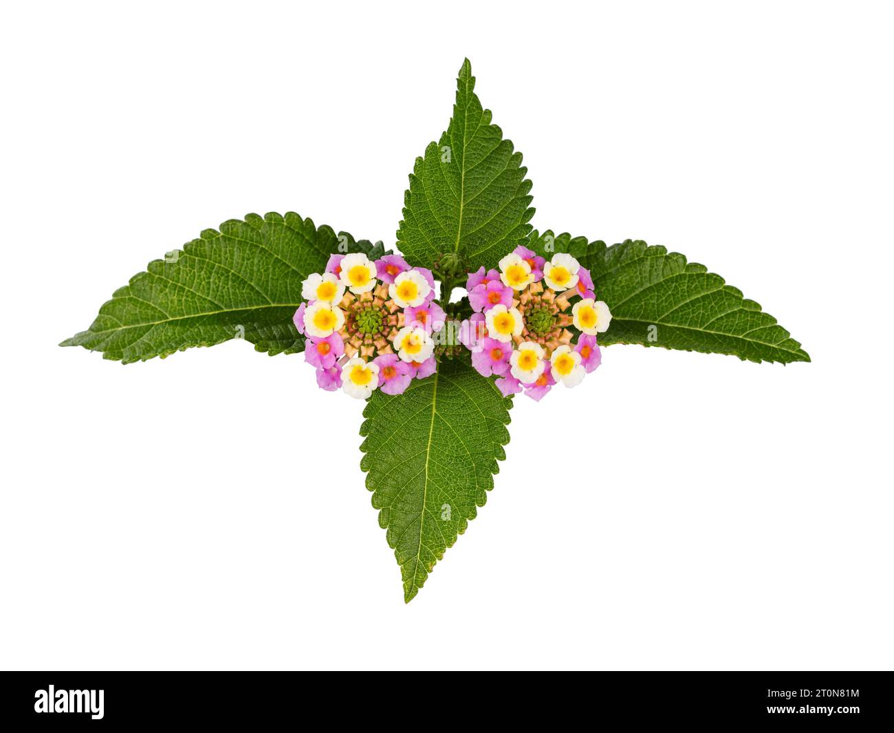 Top view of Lantana Camara or Red Sage flower heads with leafs ...