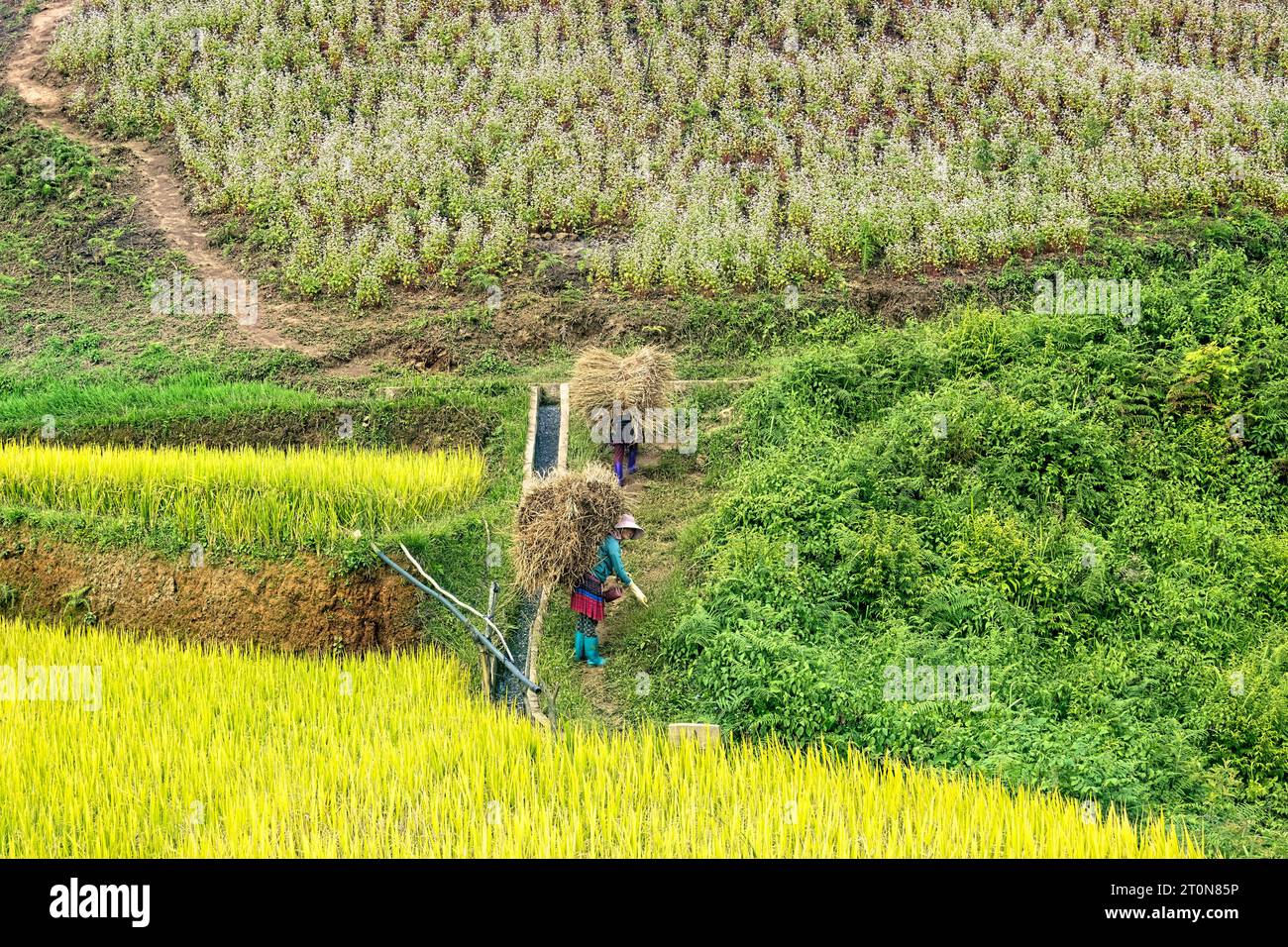 Flower Hmong women in the rice terraces of Mu Cang Chai, Yen Bai ...