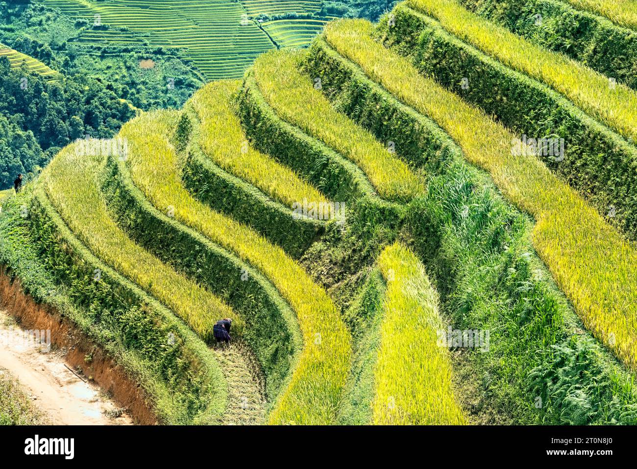Flower Hmong woman in the rice terraces of Mu Cang Chai, Yen Bai ...