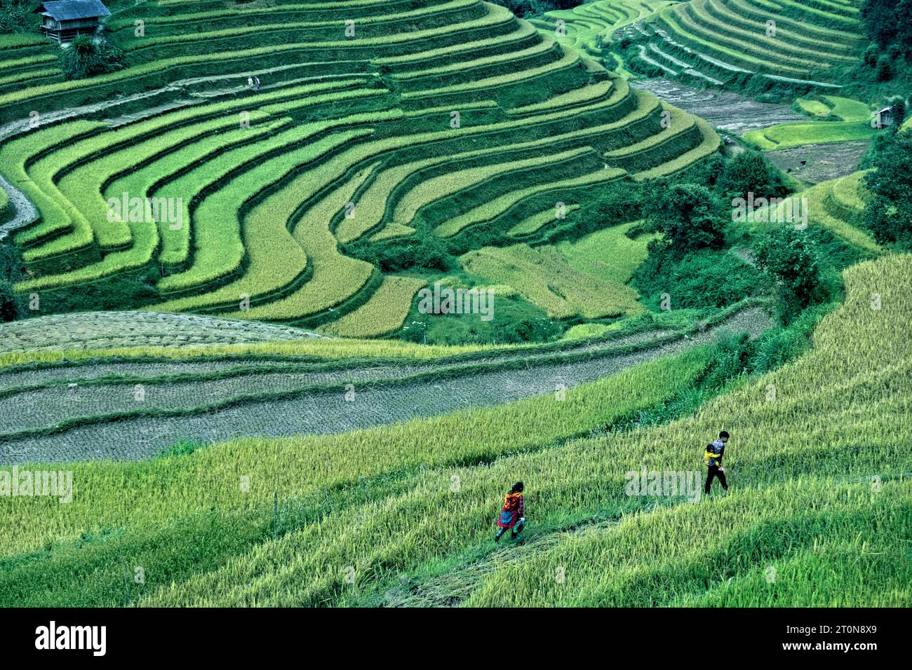 Flower Hmong family in the rice terraces of Mu Cang Chai, Yen Bai ...