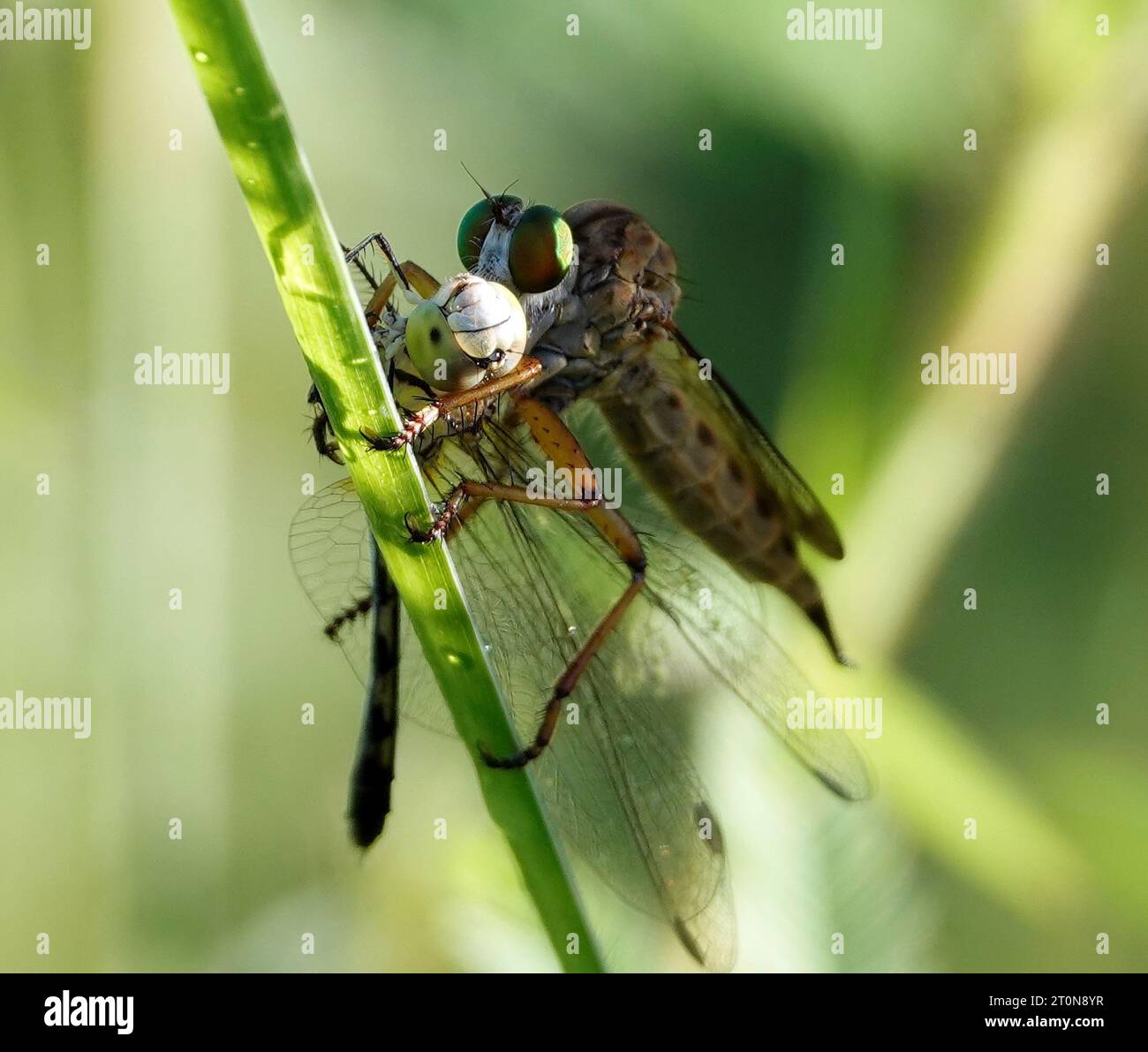 Dragonflies hover hi-res stock photography and images - Alamy