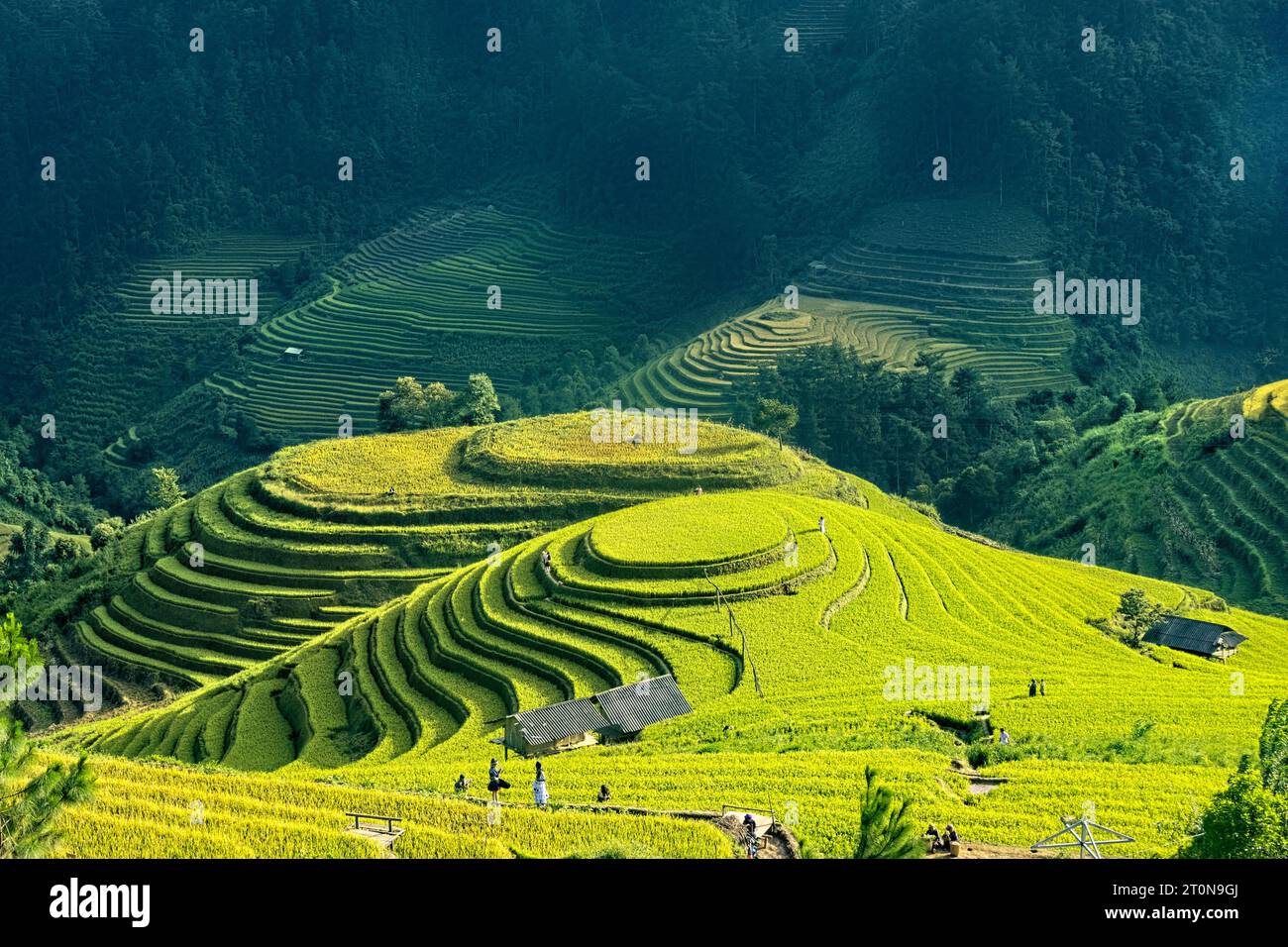 The amazing rice terraces of Mu Cang Chai, Yen Bai, Vietnam Stock Photo ...
