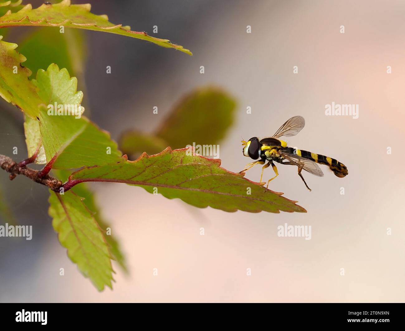 Long hoverfly on leaf (Sphaerophoria scripta) on leaf and seen from ...
