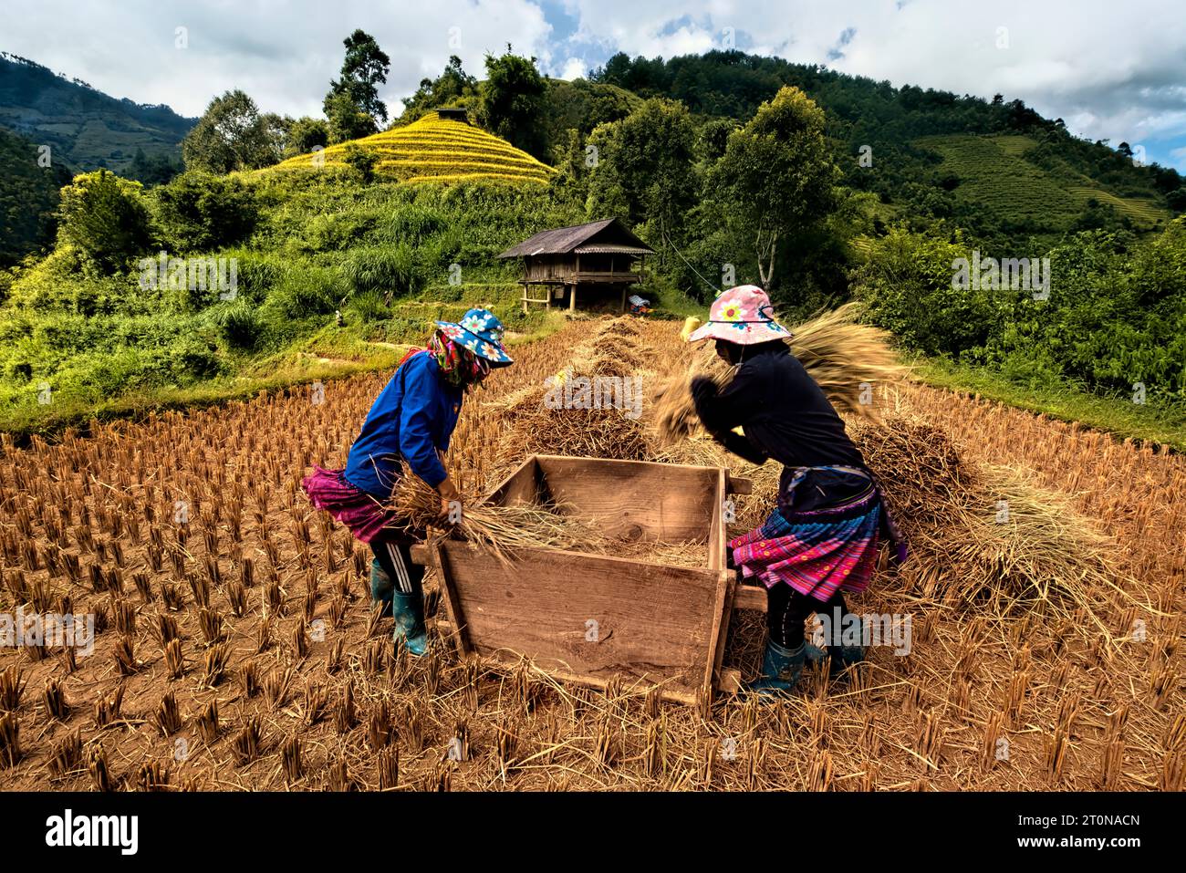 Flower Hmong women threshing rice during the harvest, Mu Cang Chai, Yen ...