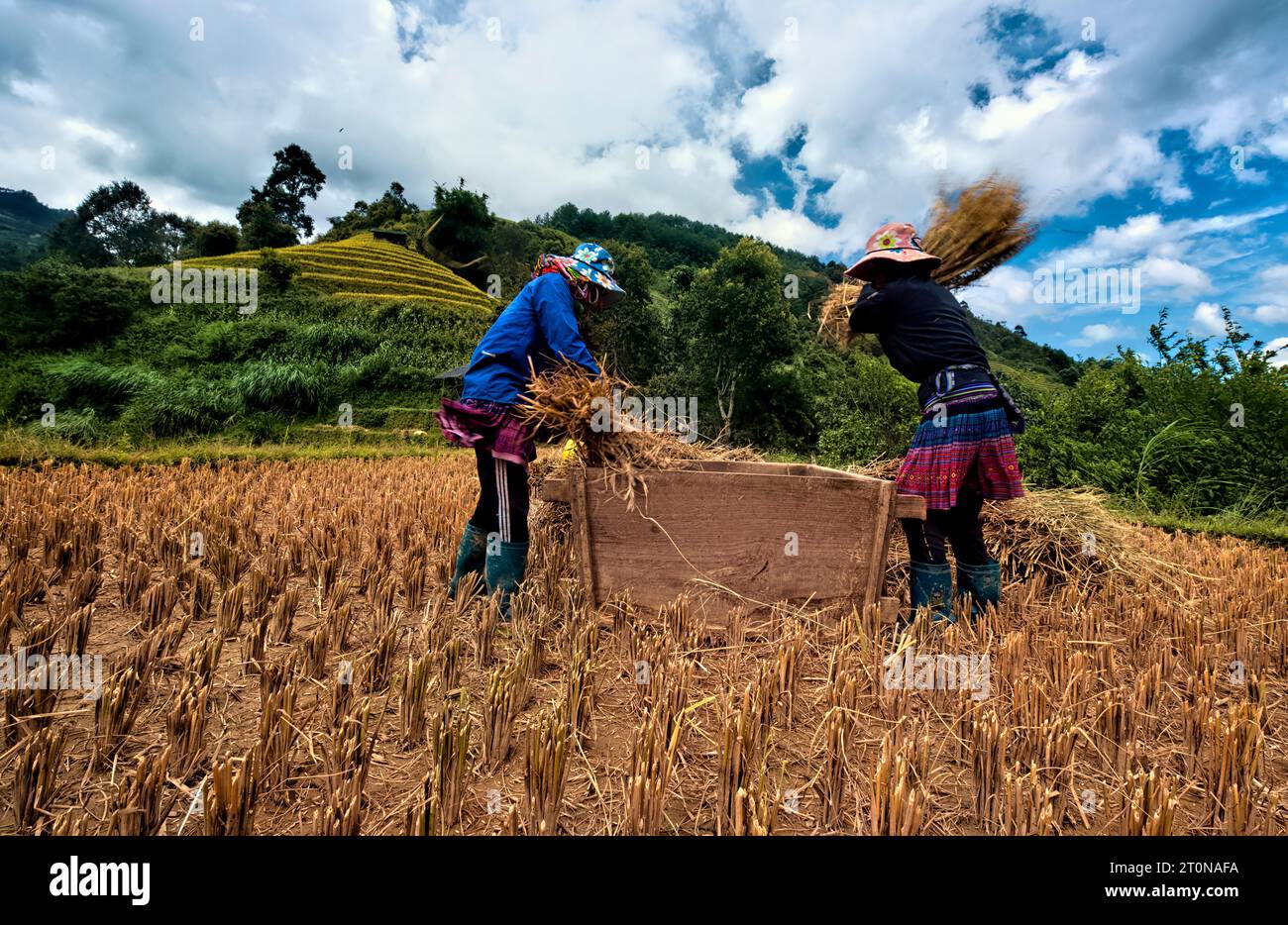 Flower Hmong women threshing rice during the harvest, Mu Cang Chai, Yen ...