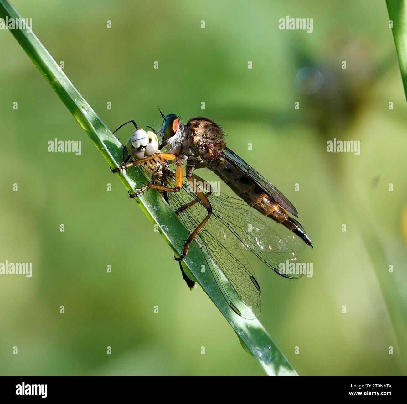 Dragonflies hover hi-res stock photography and images - Alamy