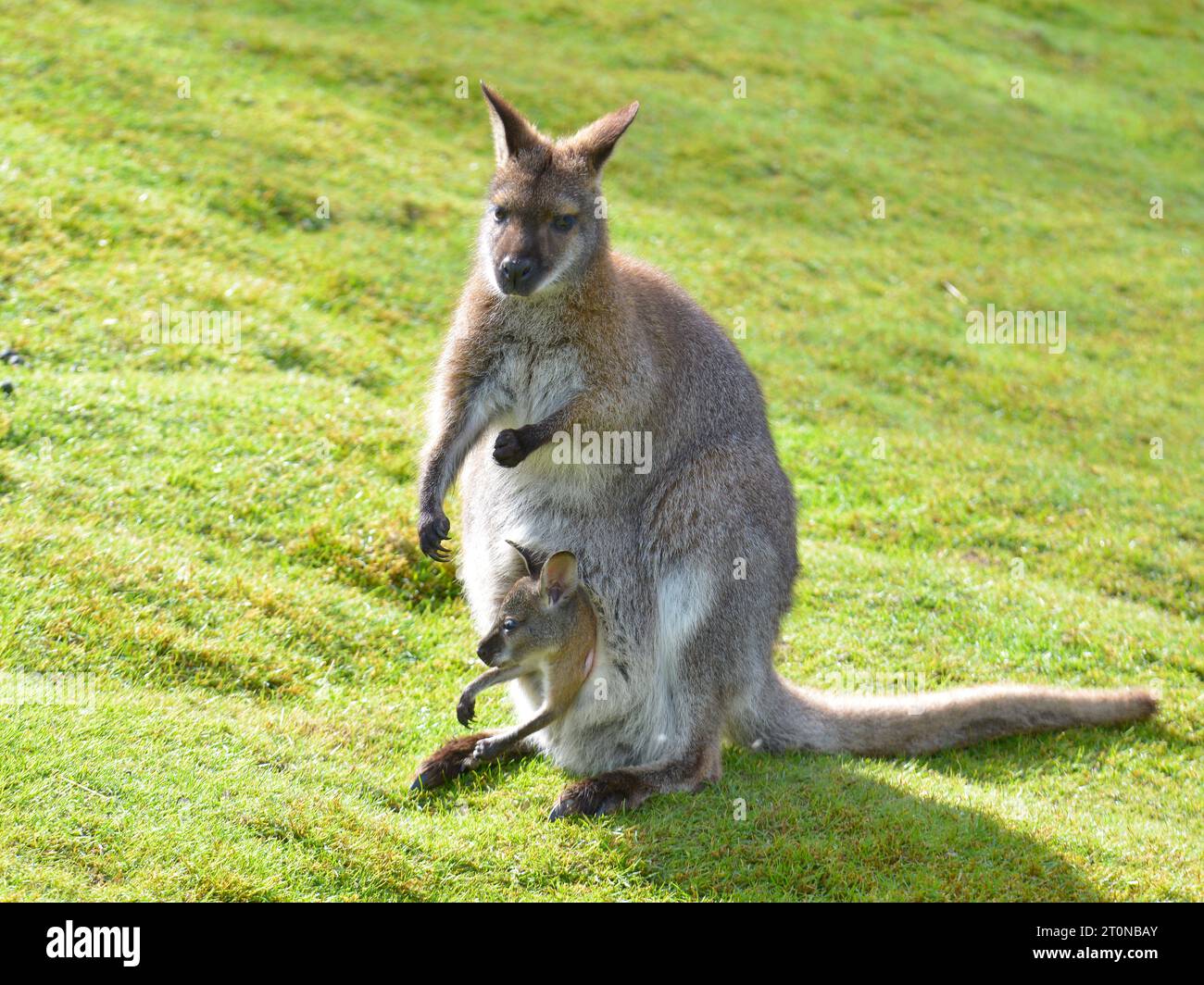 Red-necked wallaby or wallaby of Bennett (Macropus rufogriseus) and its ...