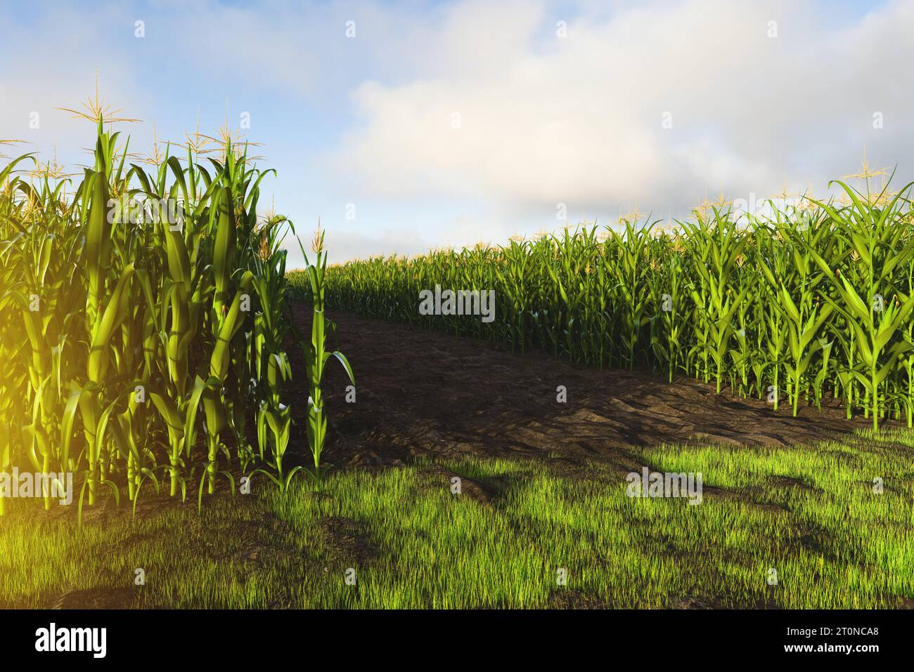 A corn field with tall rows of corn on both sides. Corn plant 3D Stock ...