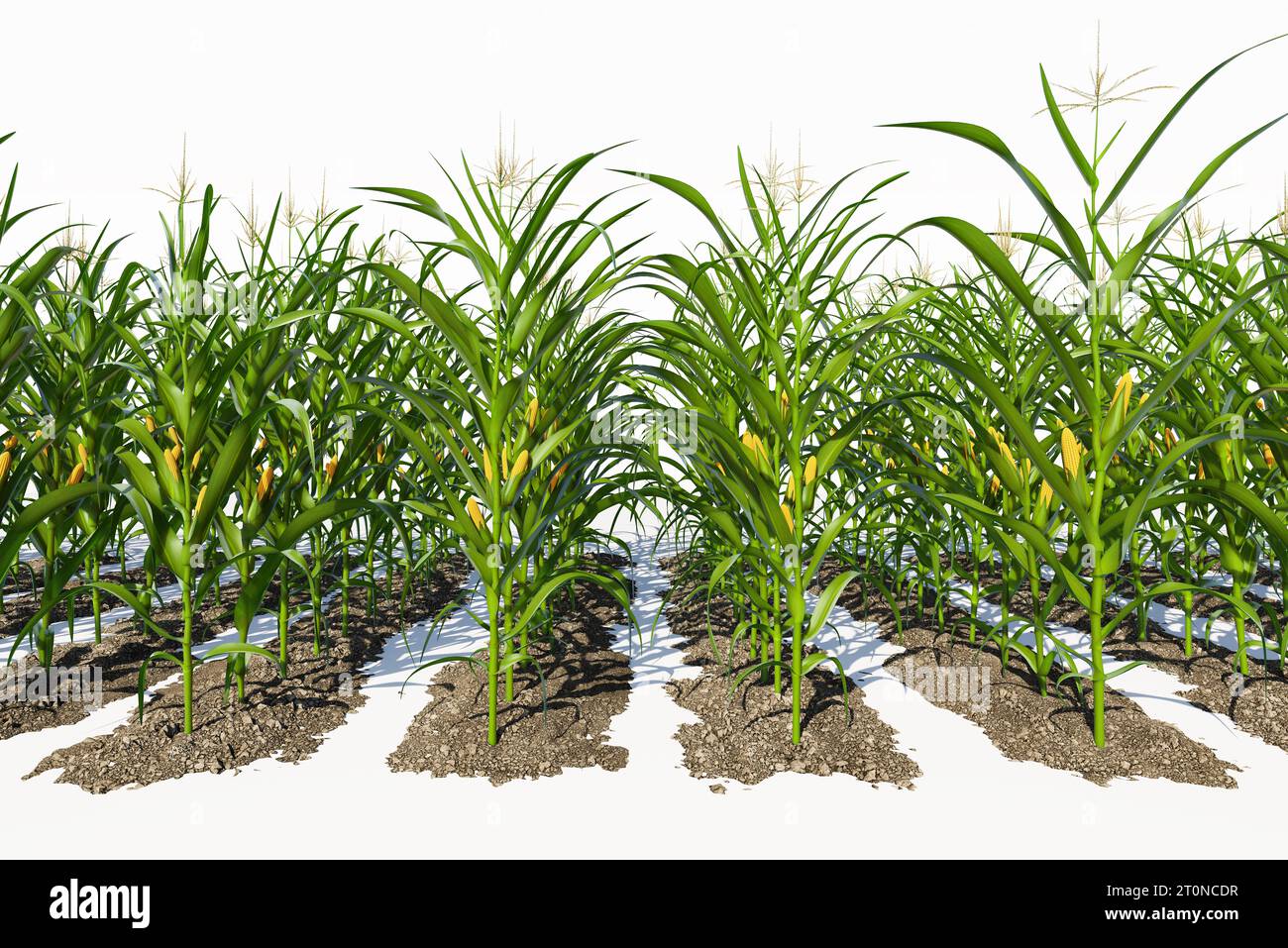 Rows of corn plants with yellow cobs on a white background close-up ...
