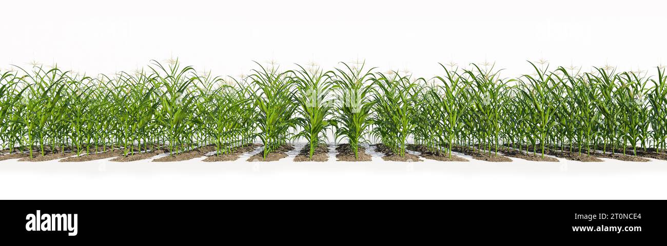 Many rows of corn plants with green cobs on a white background. Corn ...