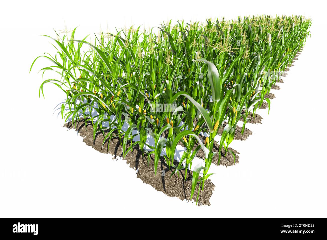 Rows of corn plants with yellow cobs on a white background close-up ...
