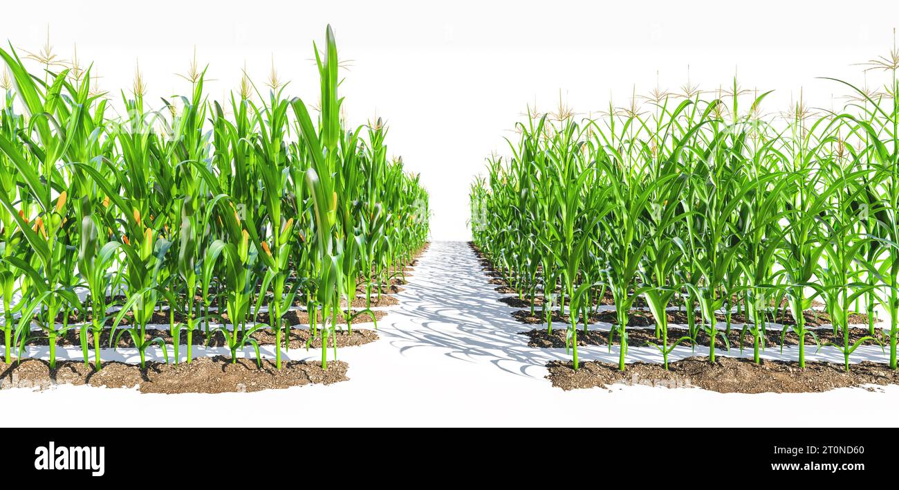Rows of corn plants with yellow and green cobs on a white background ...
