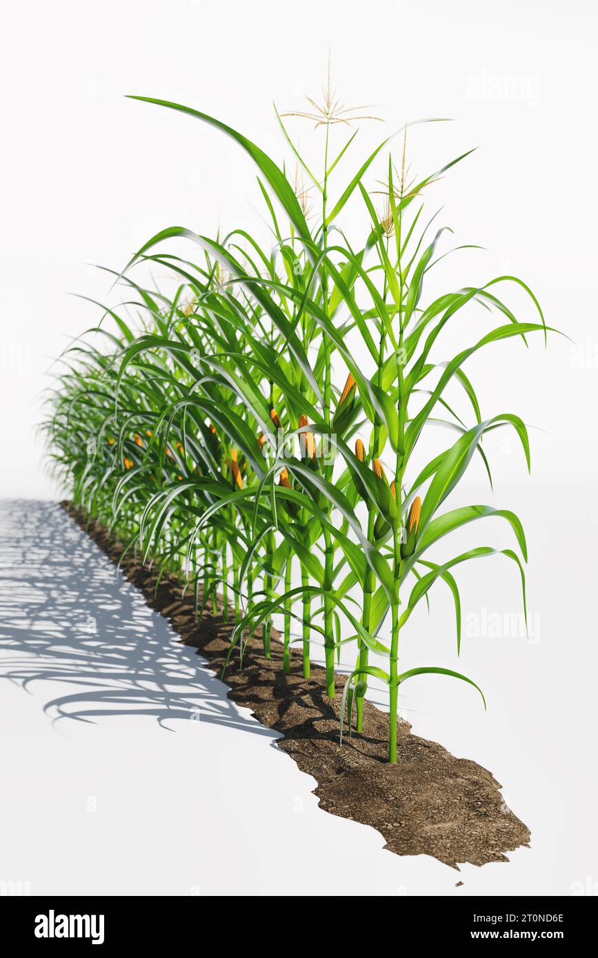 One row of corn plants with yellow cobs on a white background. Corn ...