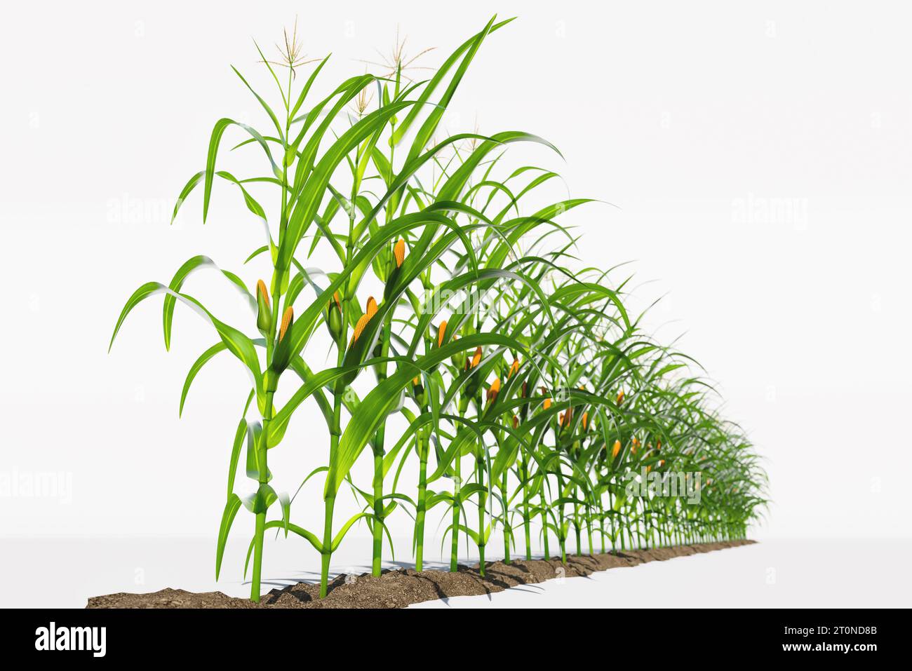 One row of corn plants with yellow cobs on a white background. Corn ...