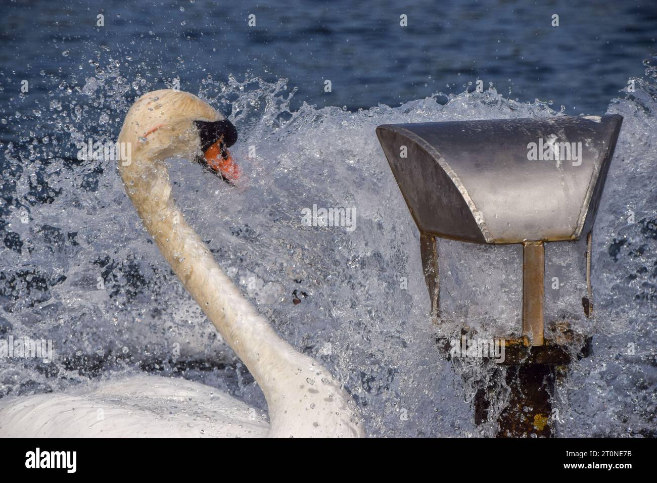 London, England, UK. 8th Oct, 2023. Swans cool down at a water inlet in ...