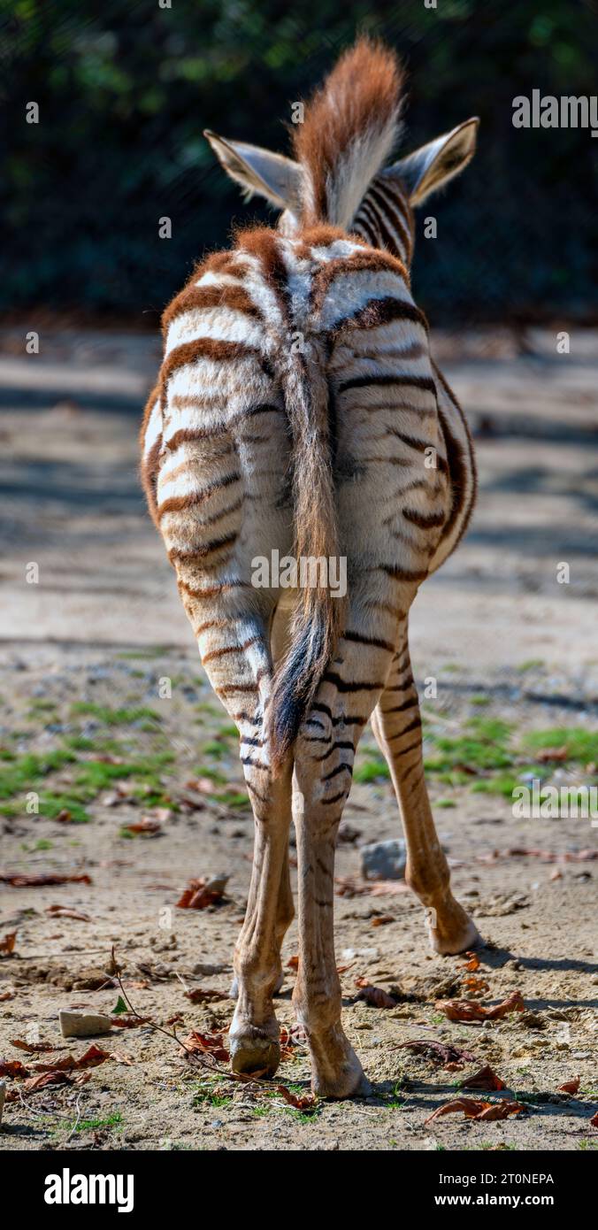 backview onto the bottom of a young zebra with brown stripes Stock ...