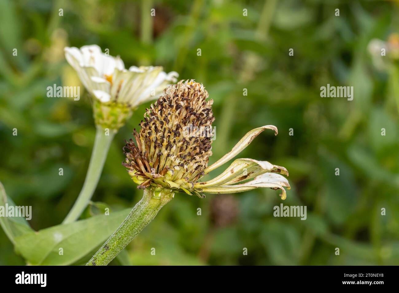 Zinnia wildflower dead and going to seed in autumn. Plant care, flower garden and pruning ...